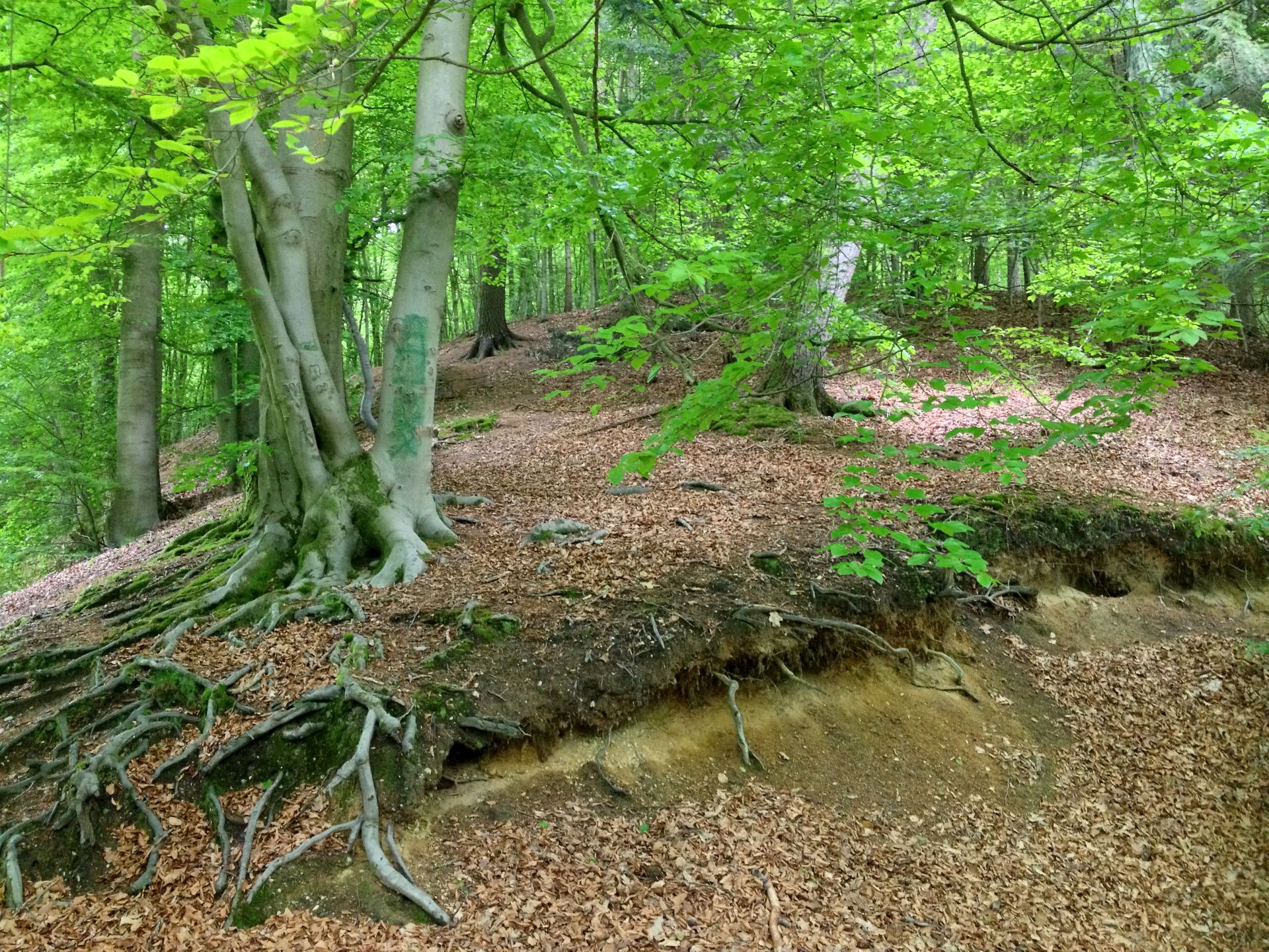 Bodems van de stuwwal